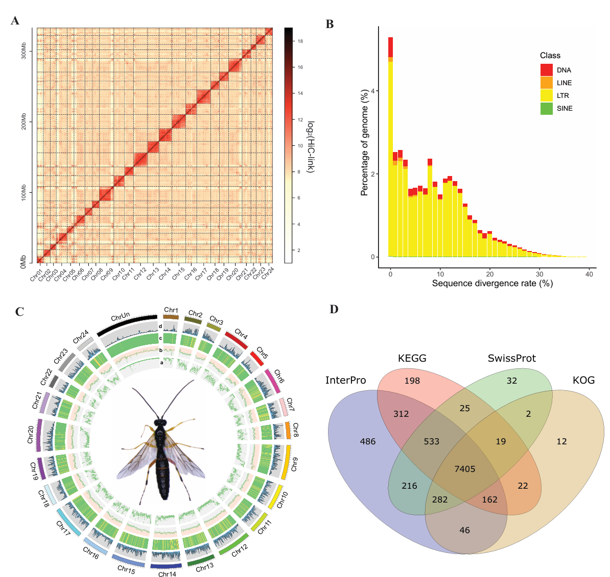 Communications biology: 江苏科技大学盛晟、谭安江团队揭示桑树害虫优势寄生蜂高质量基因组并建立高效的遗传操作体系